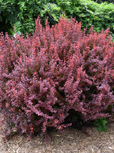 Beautiful Low Growing Shrubs Calgary | Trees And Shrubs For Sale Alberta | Garden Shrubs For ...