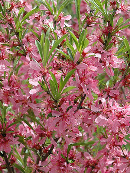 Beautiful Low Growing Shrubs Calgary | Trees And Shrubs For Sale ...