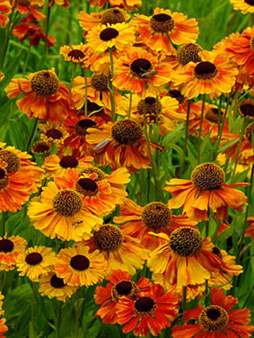 Perennial Plants Calgary | Perennials Plants Alberta | Perennial Plants ...