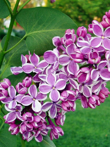 Lilacs – Calgary Plants