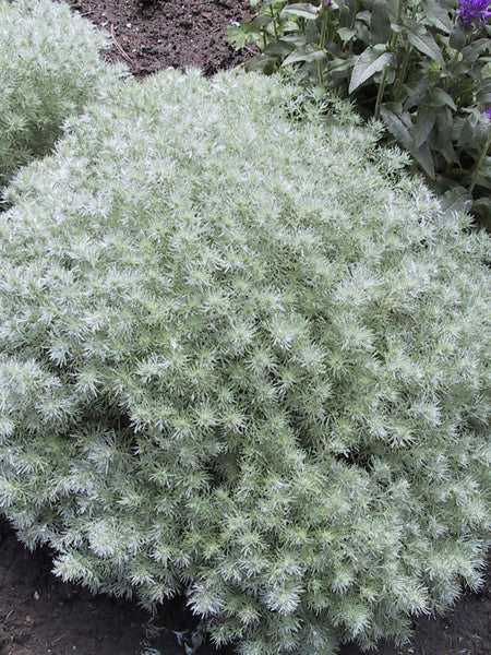 Perennial Plants Calgary | Perennials Plants Alberta | Perennial Plants ...