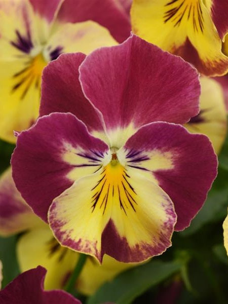 Annuals – Page 15 – Calgary Plants