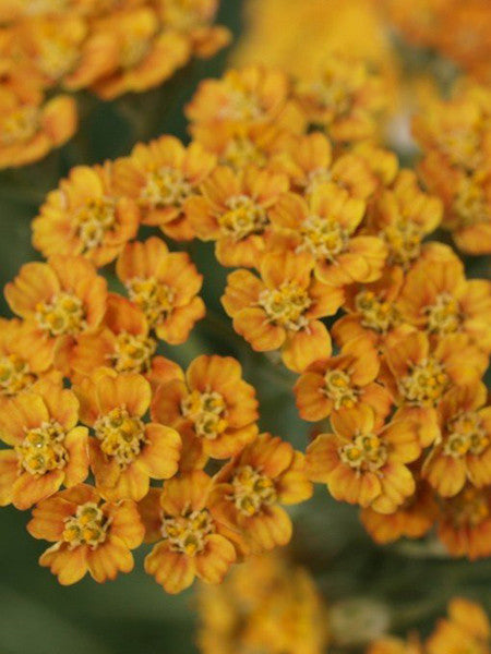 Perennial Plants Calgary | Perennials Plants Alberta | Perennial Plants ...