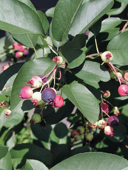 Beautiful Low Growing Shrubs Calgary | Trees And Shrubs For Sale ...