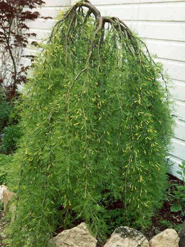 Online Tree Nursery Calgary | Where To Buy Trees Alberta | Trees ...