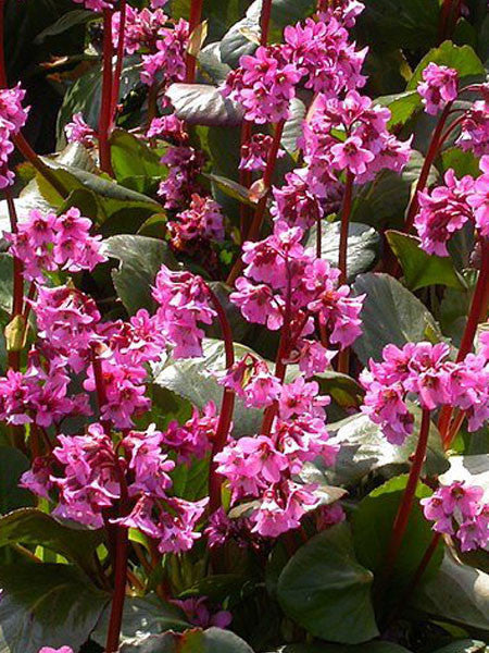 Perennial Plants Calgary | Perennials Plants Alberta | Perennial Plants ...